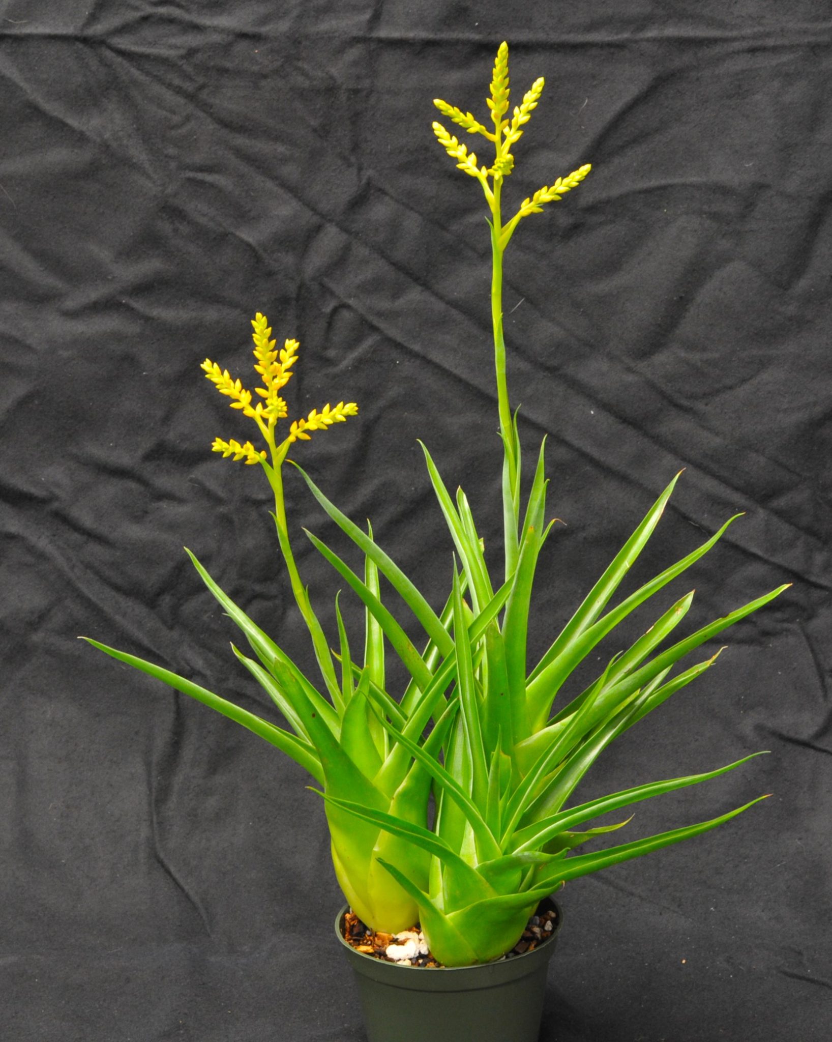 2023 BSH Show & Sale – Bromeliad Society /Houston
