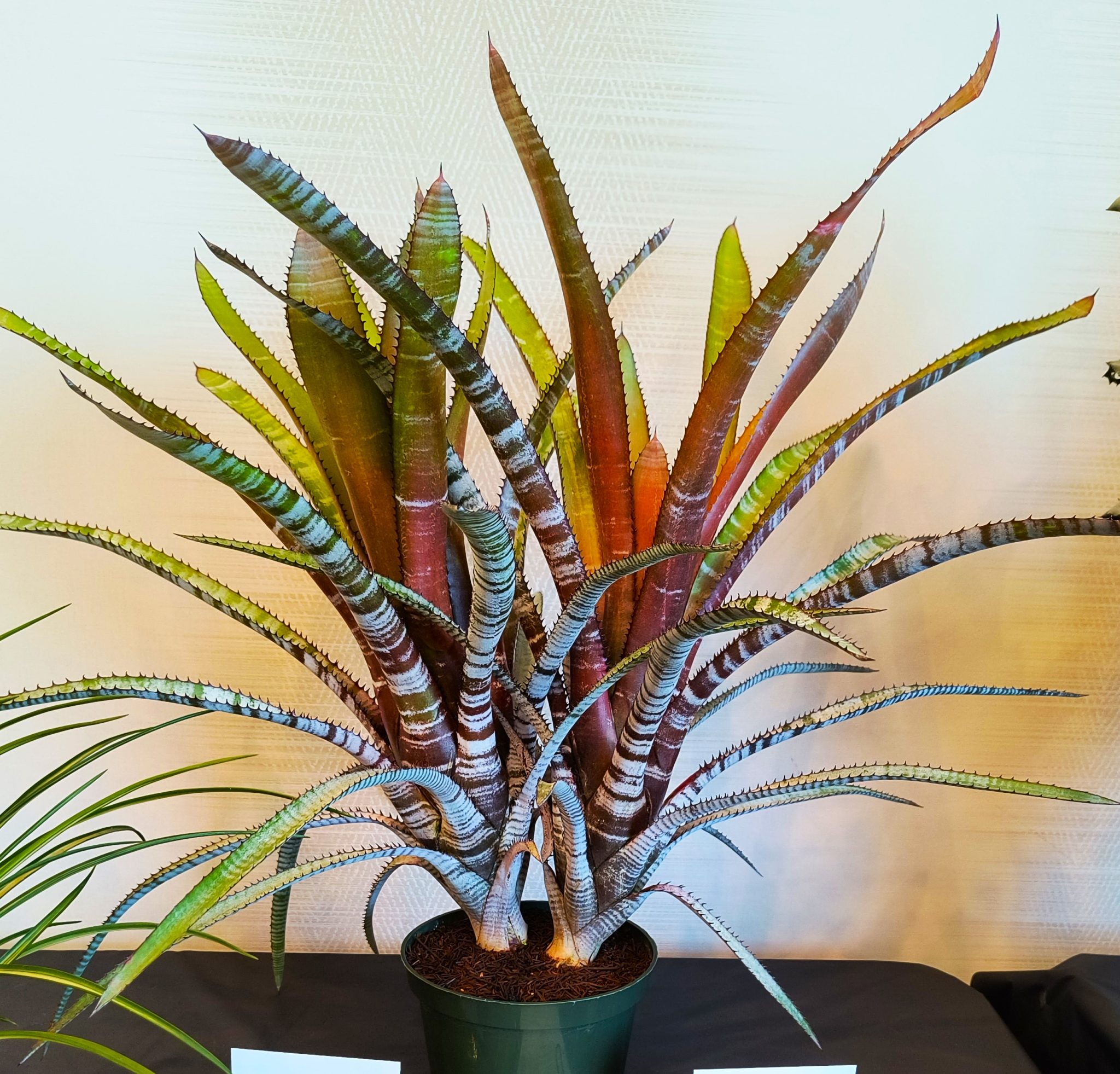 2023 SWGS Gallery – Bromeliad Society /Houston