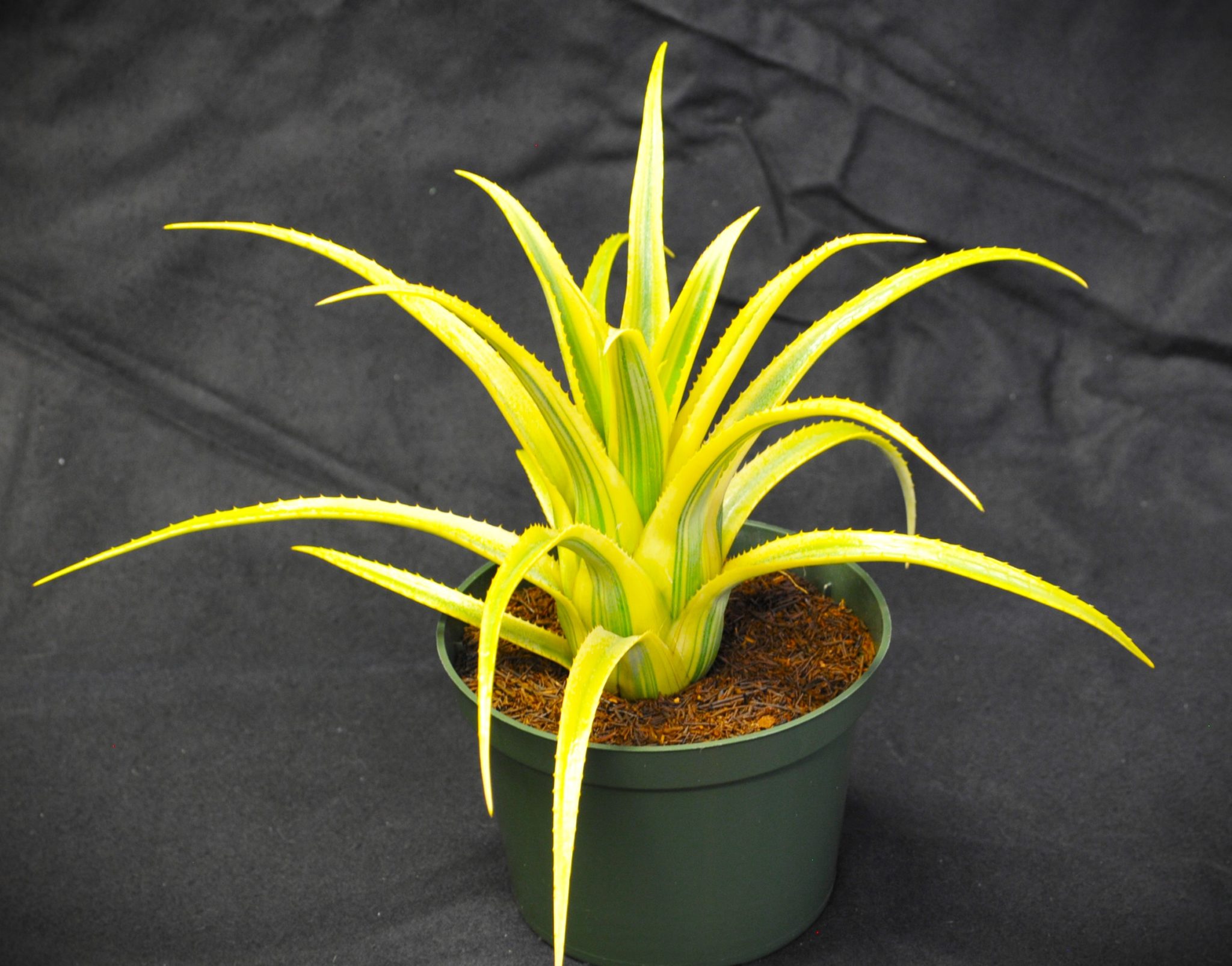 Gallery – Bromeliad Society /Houston